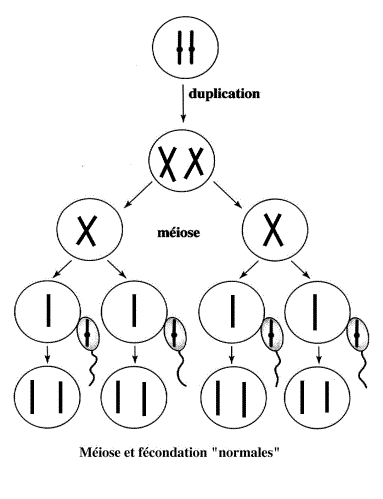 Programme spécifique